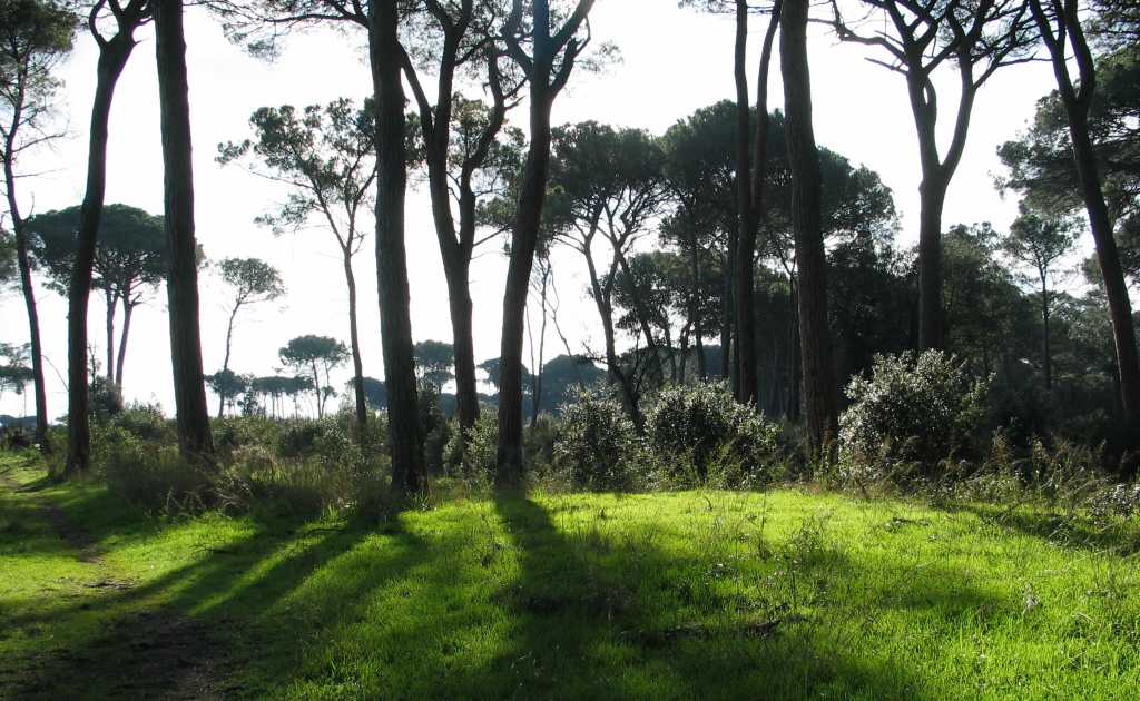 A spasso tra pini e siti archeologici nella Pineta di Castel Fusano – # ...