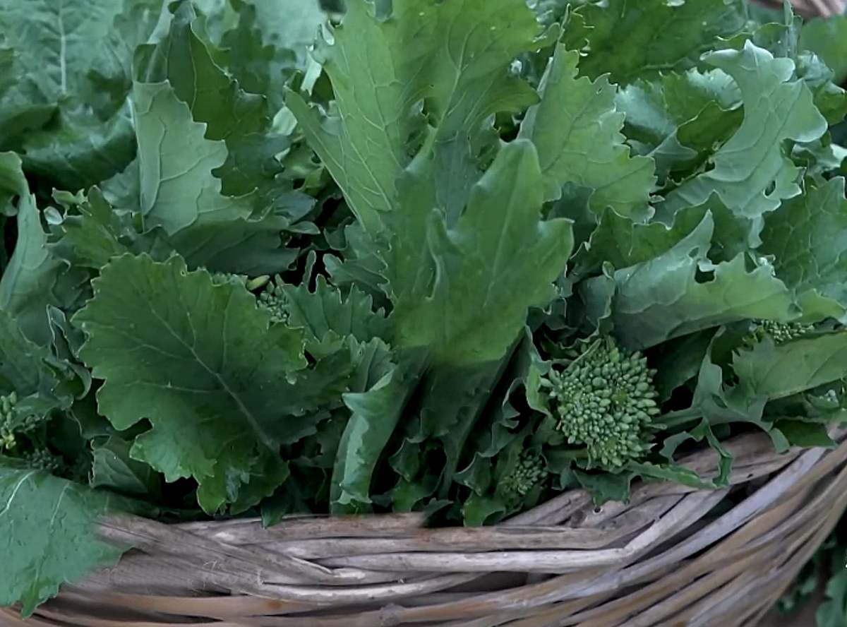 A Roccasecca la Festa del Broccoletto apre la magia del Natale – # ...